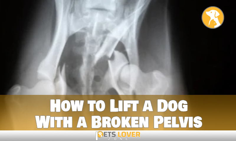 How to Safely Lift a Dog With a Broken Pelvis Like a Pro