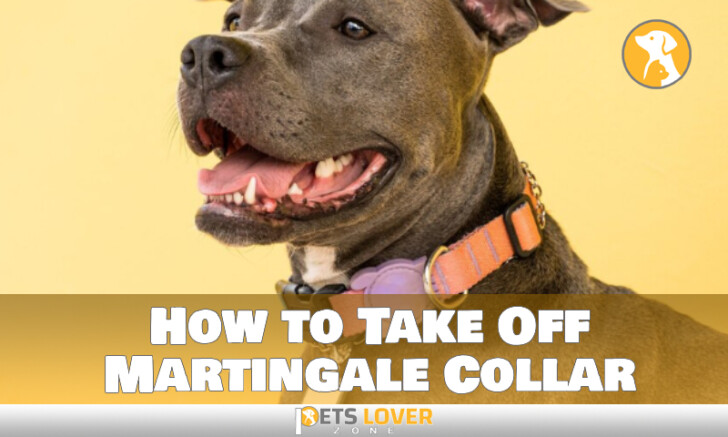 How to Effortlessly Take Off Martingale Collar: Easy Method