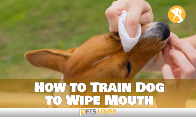 How to Train Your Dog to Wipe Their Mouth: Easy Techniques