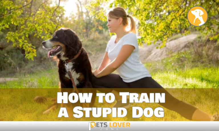 How to Train a Stupid Dog To Transform It Best Disciplined