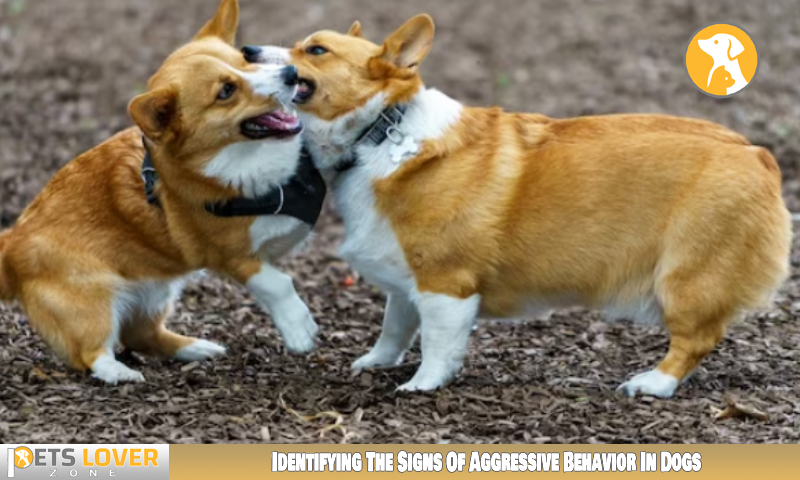 How to Stop Dog From Biting Other Dogs Legs Effectively