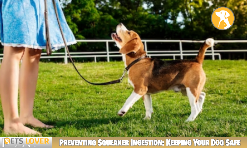 How to Tell If Your Dog Ate a Squeaker: Recognize the Signs