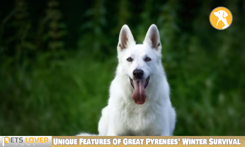 How Cold Can Great Pyrenees Handle: Winter Survival Solution