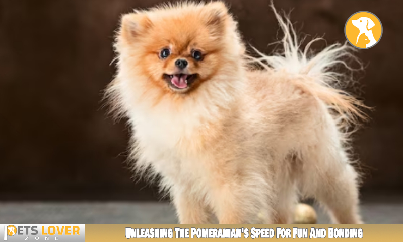 How Fast Can a Pomeranian Run: Surprising Speed Unleashed